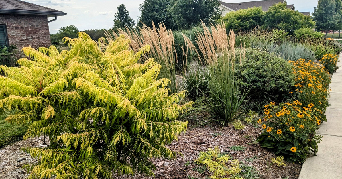Native Plants for Kansas Landscapes: Why They Matter - Greenbelt Lawns