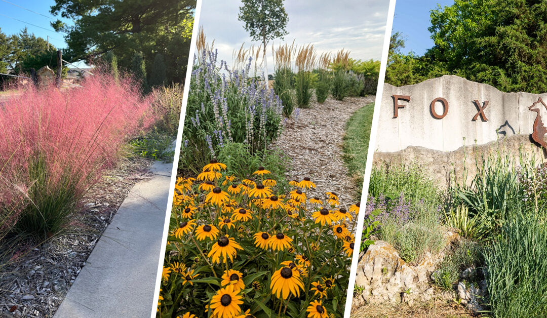 Native Plants for Kansas Landscapes: Why They Matter - Greenbelt Lawns