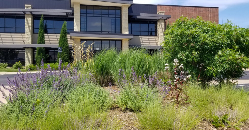 Native Plants for Kansas Landscapes: Why They Matter - Greenbelt Lawns